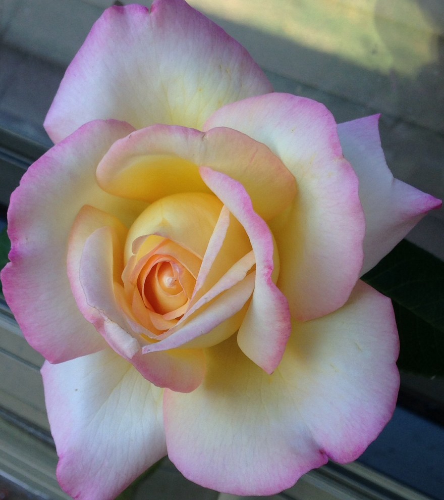 Show your MULTI-COLOR/BI-COLOR ROSES | Houzz Forum