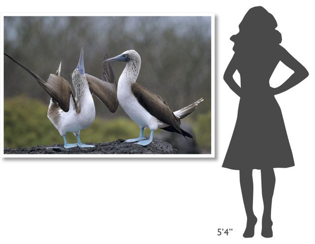 Blue-Footed Booby Pair In Courtship Dance, Galapagos Islands, Ecuador ...