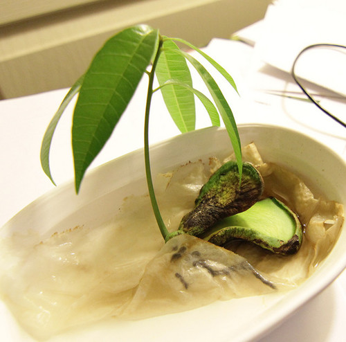 Is this mango polyembryonic?