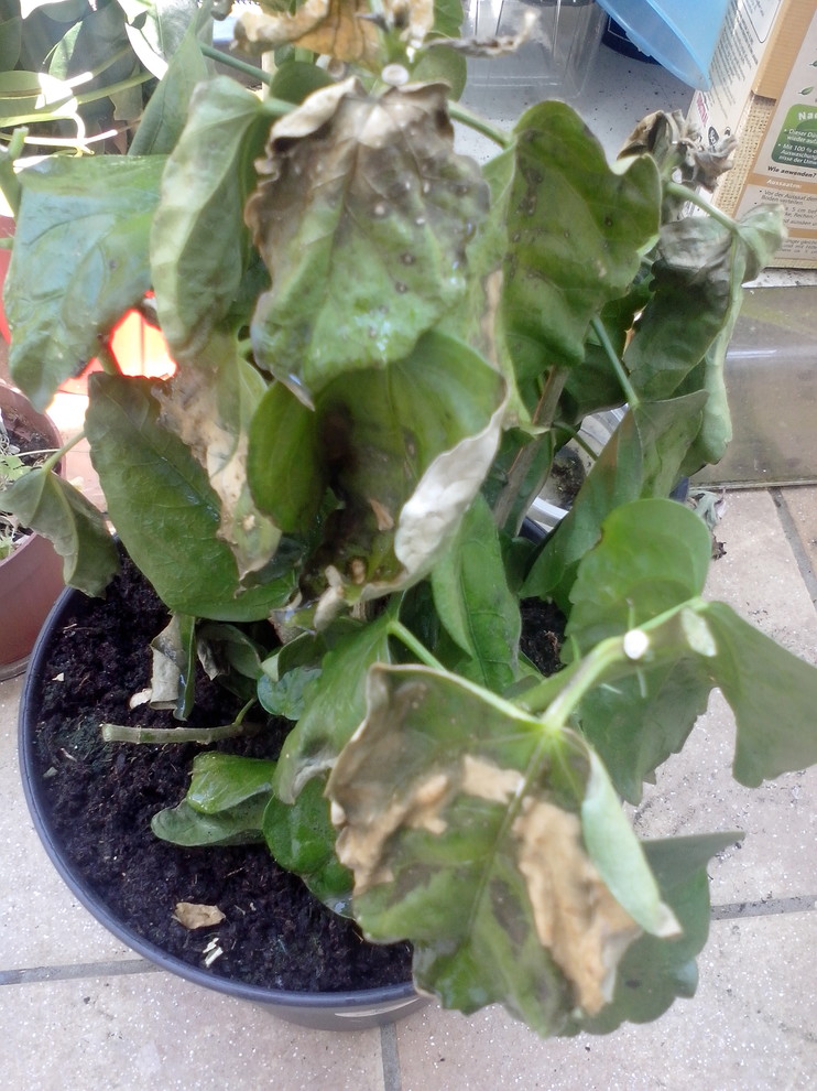 Dying hibiscus plant