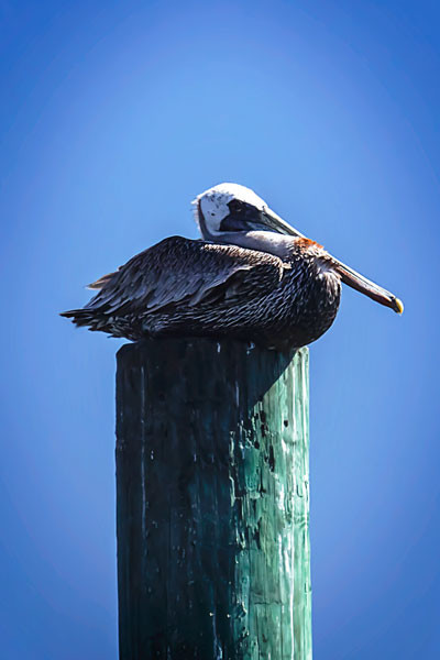 Fine Art Photograph, Mr. Pelican II, Fine Art Paper Giclee, 24"x36 ...