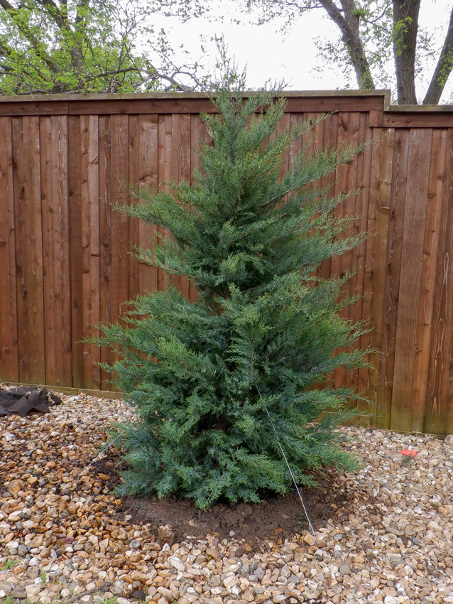 Evergreen Trees & Shrubs - Landscape - Dallas - by Treeland Nursery | Houzz