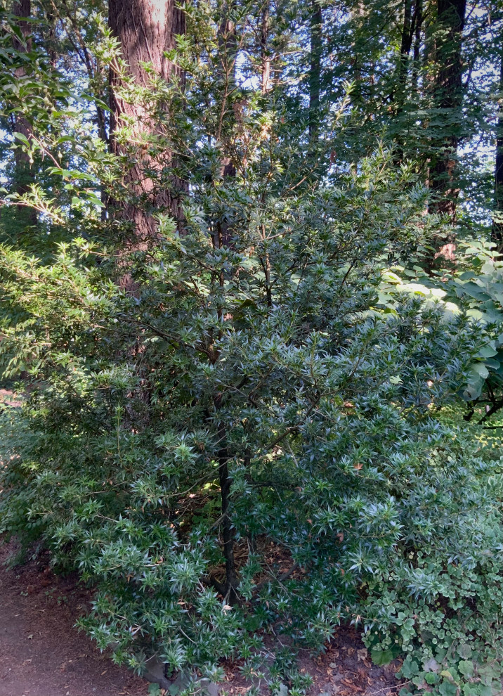 Evergreen shrub with prickly holly-like leaves in Portland