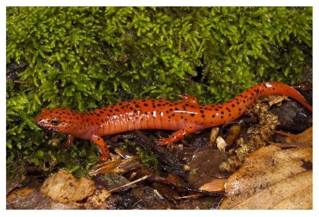 Red Salamander, Native To The Southeastern United States-Paper Art, 40 ...