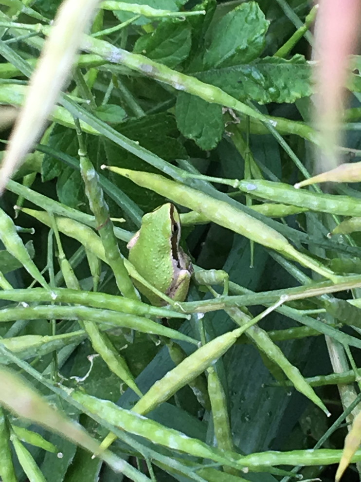 A Squatter in the Garden