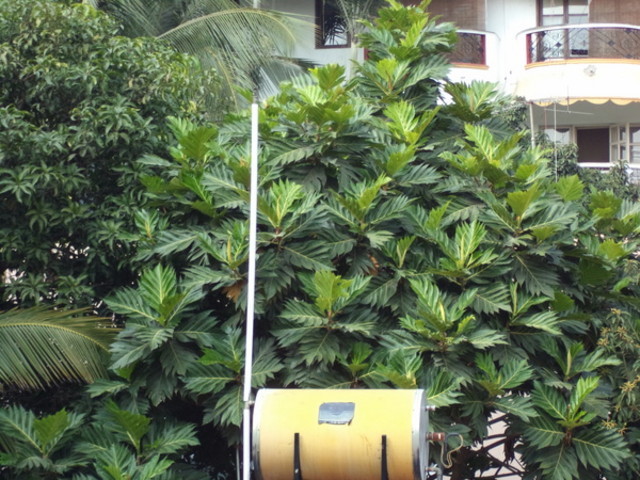 Green fronded leaves, tree, with green spiky fruit?