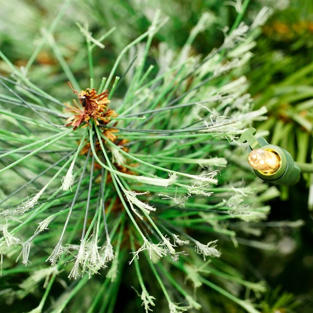 4'x28" Classic Cashmere Tree - Traditional - Christmas Trees - by ...