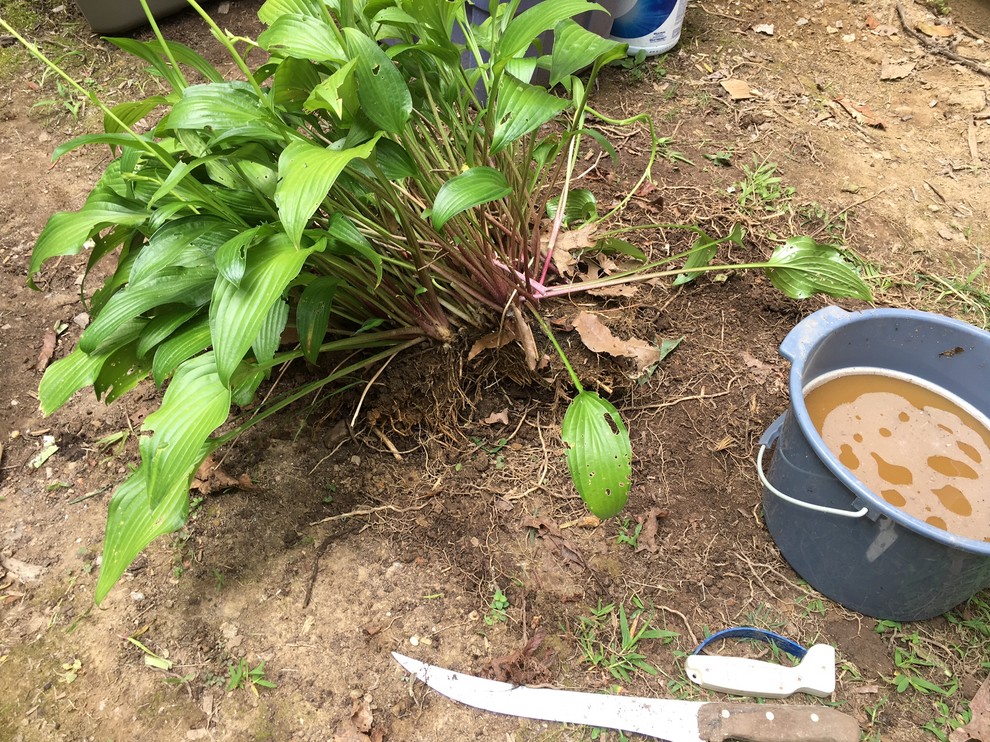 Photos of dividing small-medium hosta mature clumps