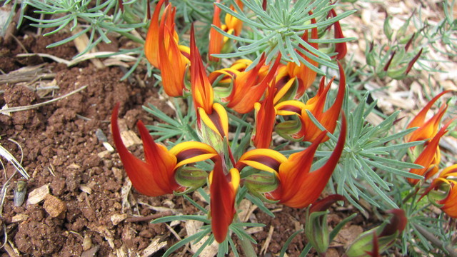 Lotus berthelotii 'Red Flash'