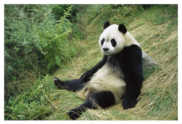 "Giant Panda, Woolong" Digital Paper Print by Cyril Ruoso, 20"x14", 32 ...