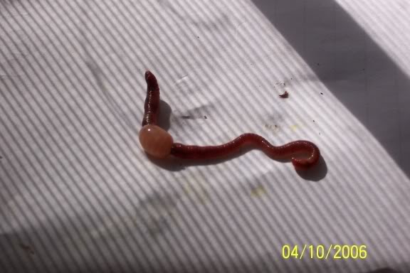 Redworms in trouble