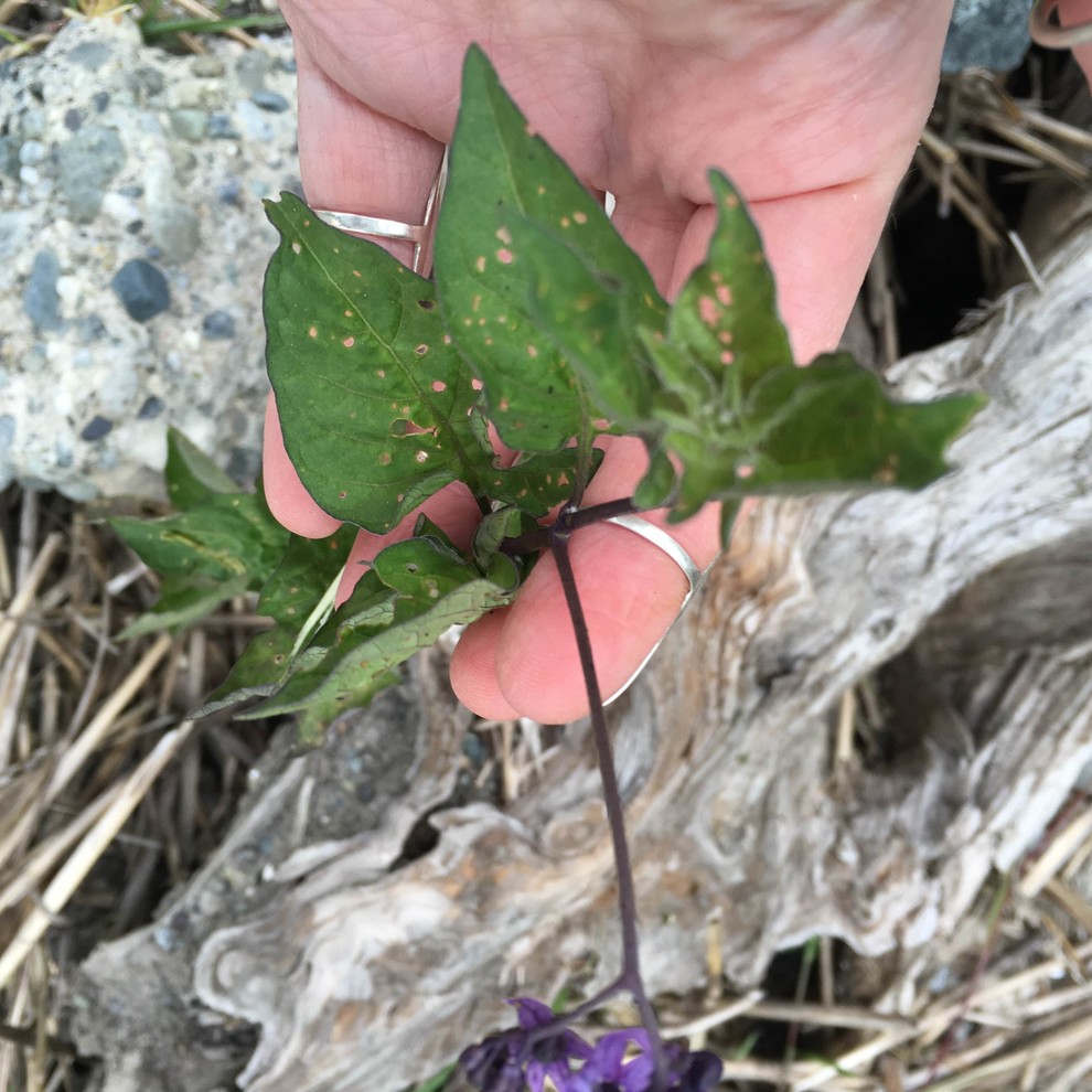 Spade shaped leaves, tiny purple flowers