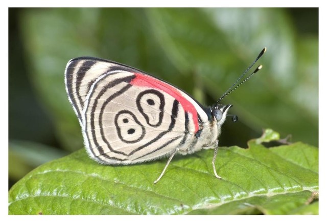 "Eighty-nine butterfly, Ecuador" Digital Paper Print by Steve Gettle ...