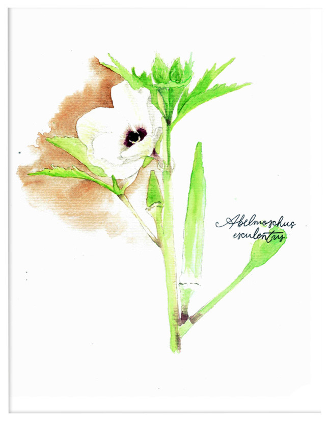 Watercolor Okra Botanical Art Print - Farmhouse - Prints And Posters ...