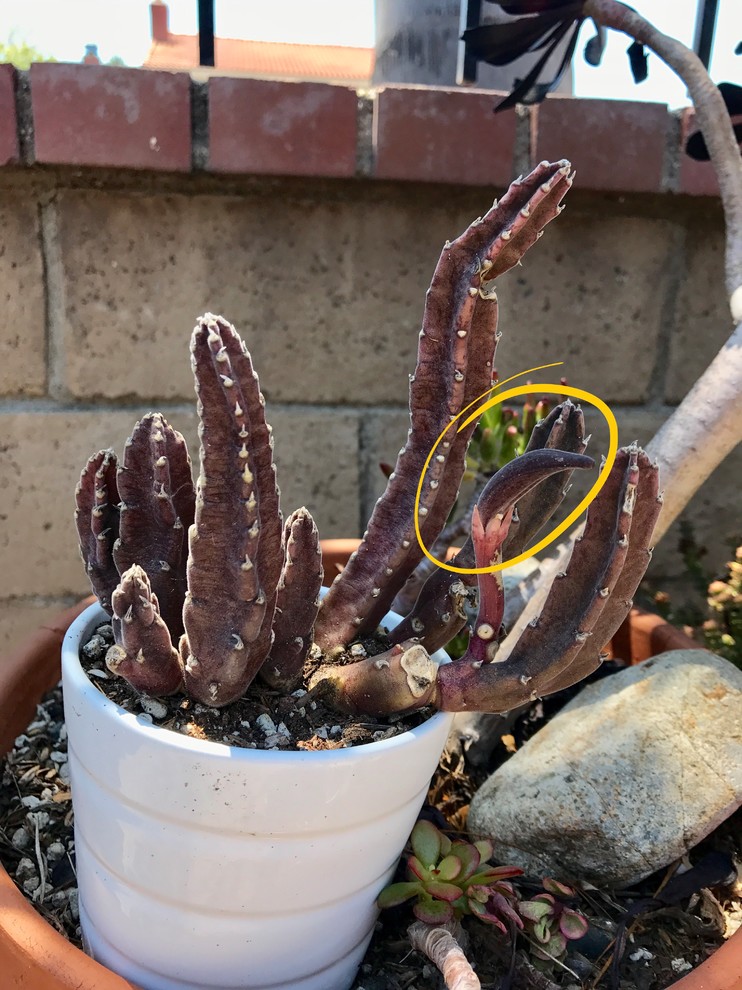 Can someone help identify what is growing - Stapelia :)