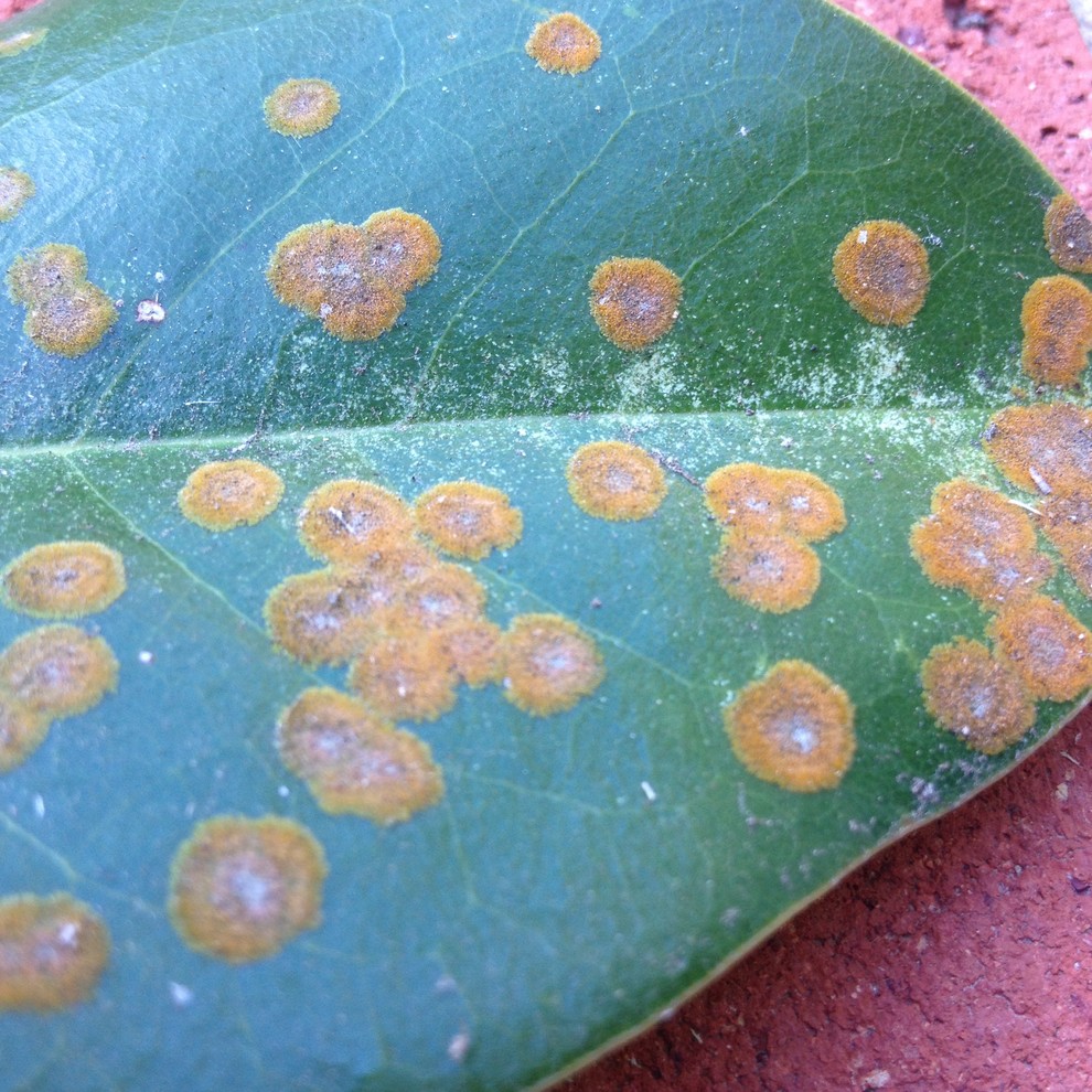 Magnolia fungal disease? Round, rust colored