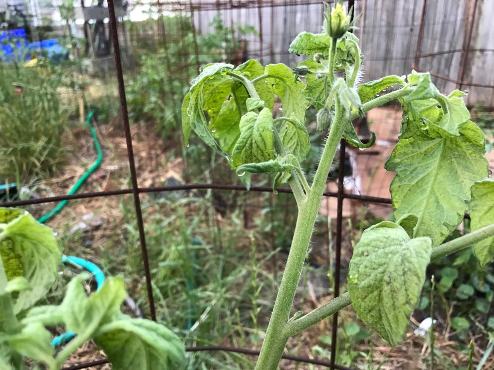 Abnormal spots and growth pattern