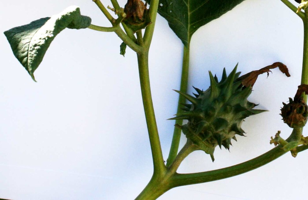 Please help identify plant with spikey bulbs