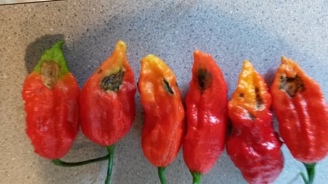 Annoying Rot on Ghost Peppers