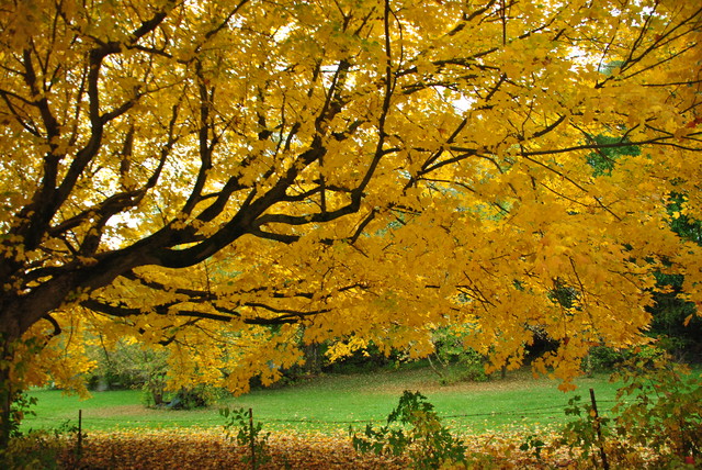Brilliant Scenes of Fall Color Indoors and Out