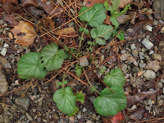 Leaves only