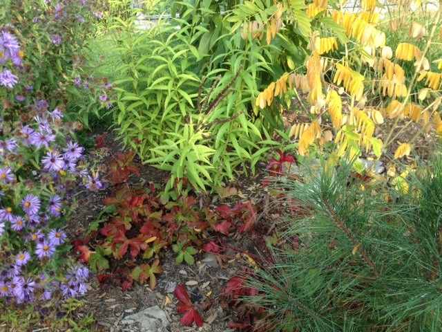 8 Perennials for Great Fall Color