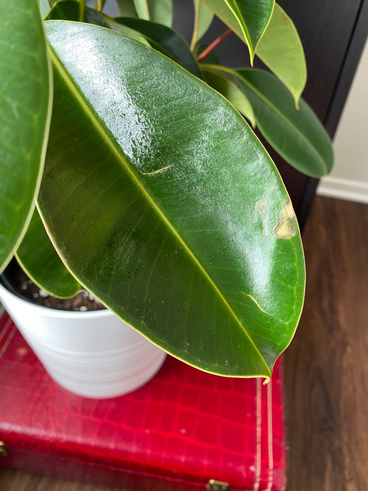 Rubber Tree Light Colored Leaf Spots & Curling
