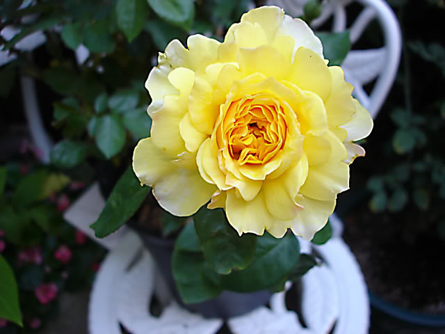 2 more Crazy labeled roses at HD, please help!