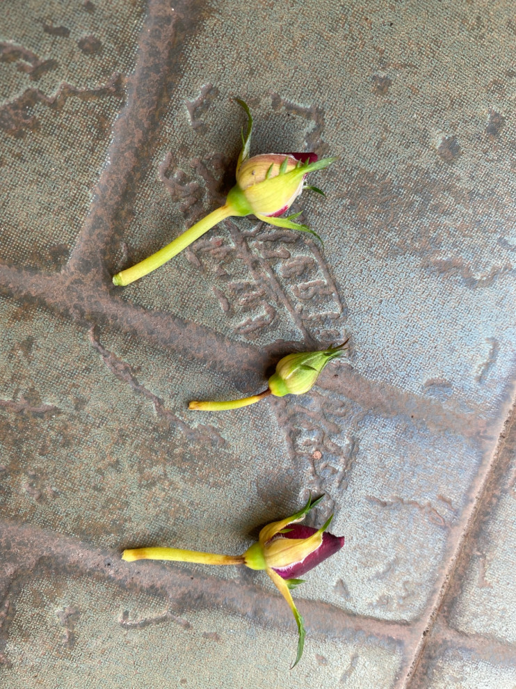 Help save my dying rose buds