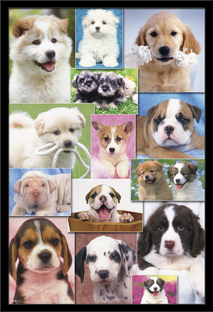 Keith Kimberlin - Puppies Grid, 24.25"x35.75" - Contemporary - Prints ...