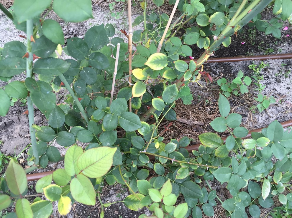 Nutritional deficiencies on rose leaves in west coast FL?
