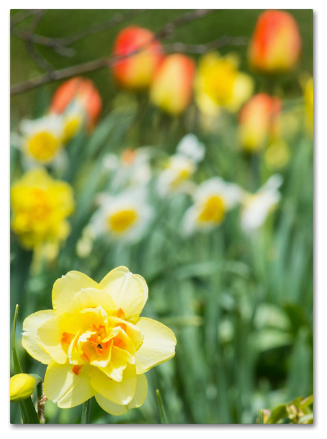 Kurt Shaffer 'Double Headed Daffodil' Canvas Art, 35x47 - Traditional ...