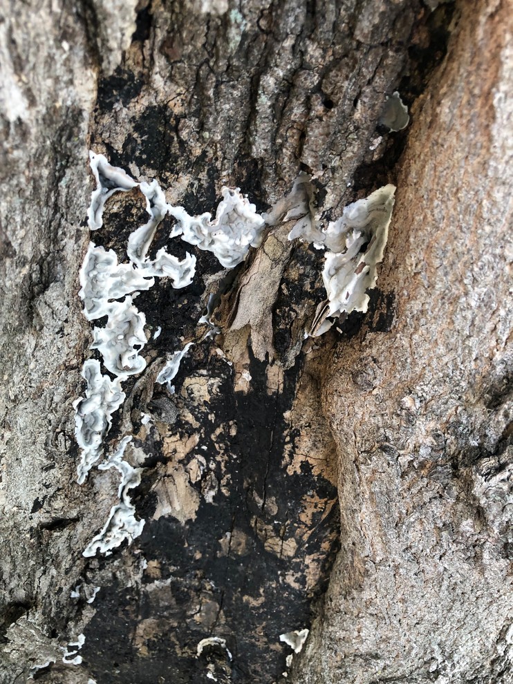 Is my red maple dying?