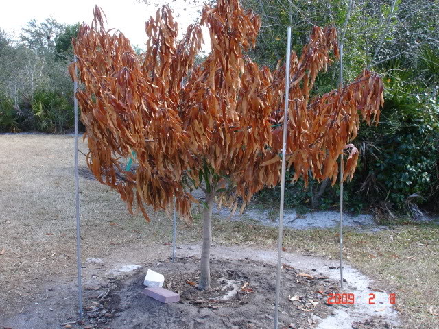 Mango Trees Freeze Damage Update(Tons of Pictures) | Houzz Forum