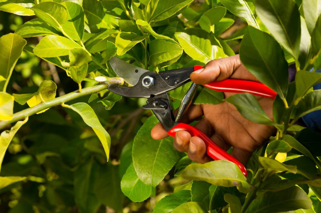 Felco F-5 High Performance One-Hand Garden Pruning Shears - Modern ...
