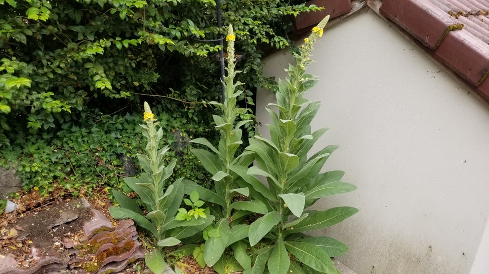 Western WA/ Seattle, what weed is this?