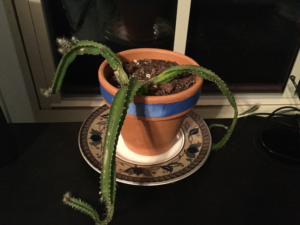 Need help with drooping, soft cactus.