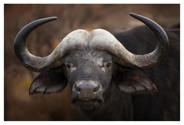 "A Buffalo Portrait" Digital Paper Print by Mario Moreno, 20"x14", 26 ...