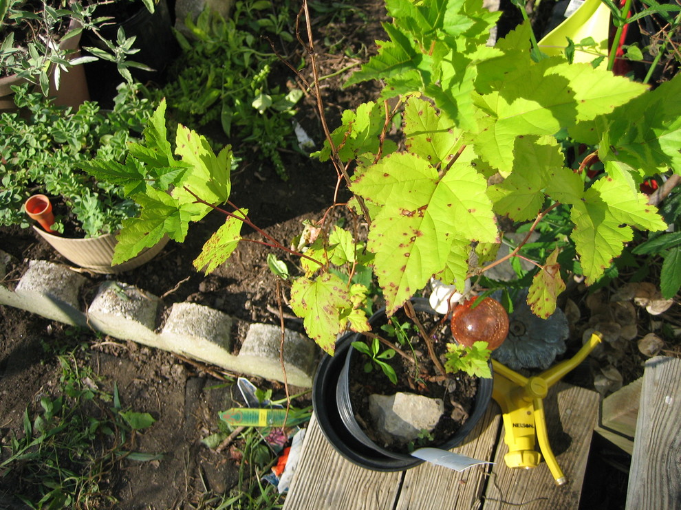 ? Disease on ninebark