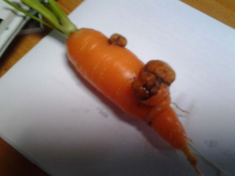 Tumor-like growths on carrots