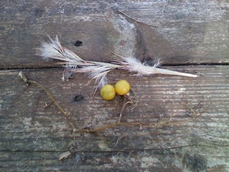 weeds in my hay