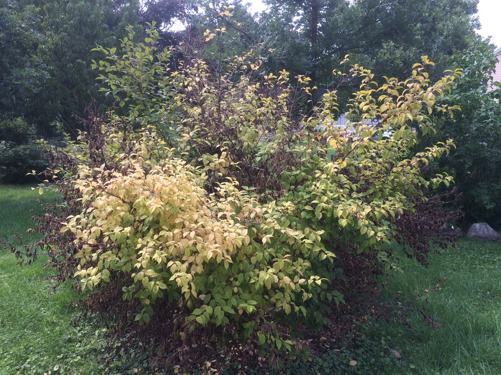 Nanking Cherry Dieback?