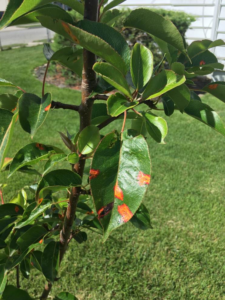 What is the best and safest way to treat pear tree rust?