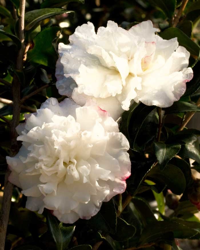 October Magic® Snow Camellia Camellia sasanqua 'Green 94-010' PP#20454 ...