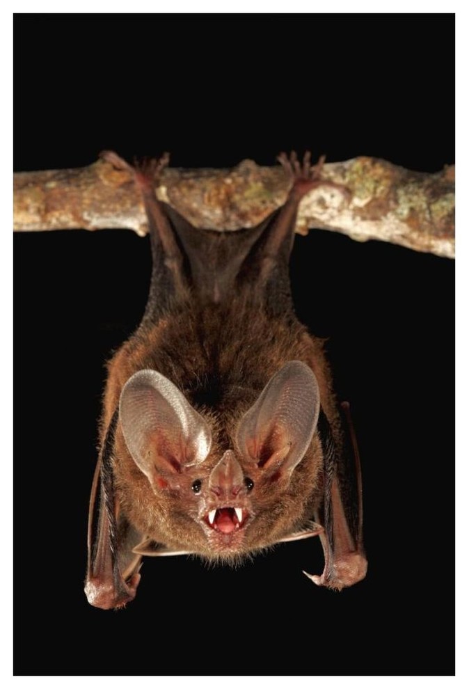 Fringe-Lipped Bat Roosting And Calling, Smithsonian Tropical Research ...