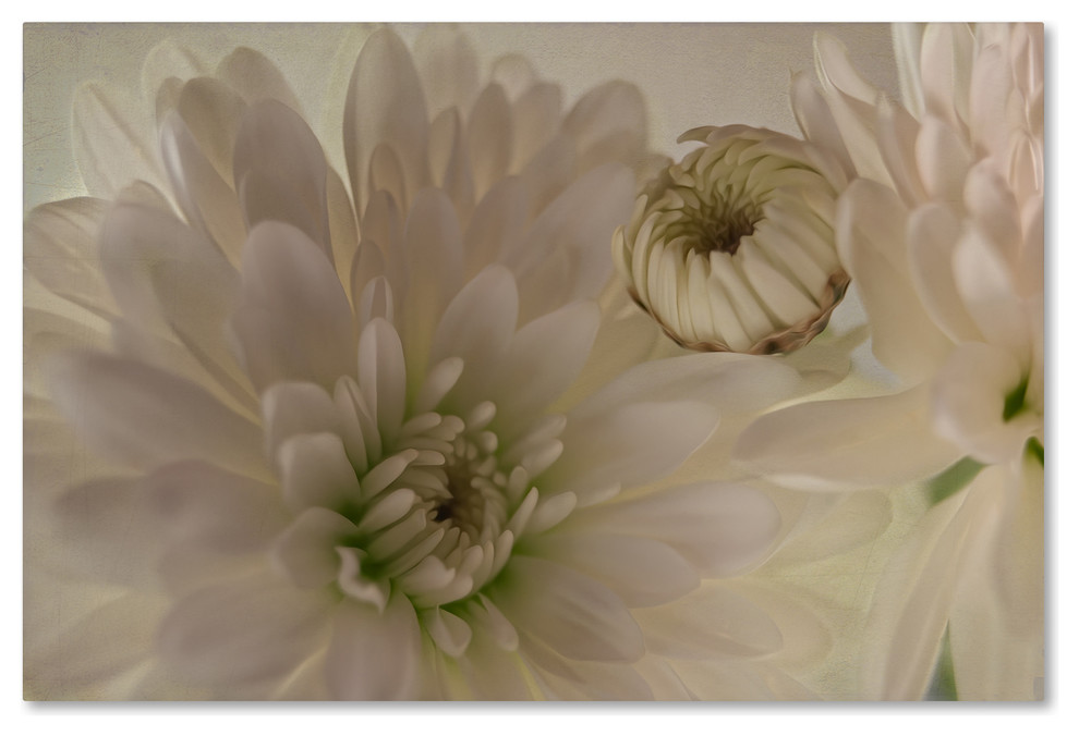 Bob Rouse 'Pom Family' Canvas Art, 22"x32" - Contemporary - Prints And ...