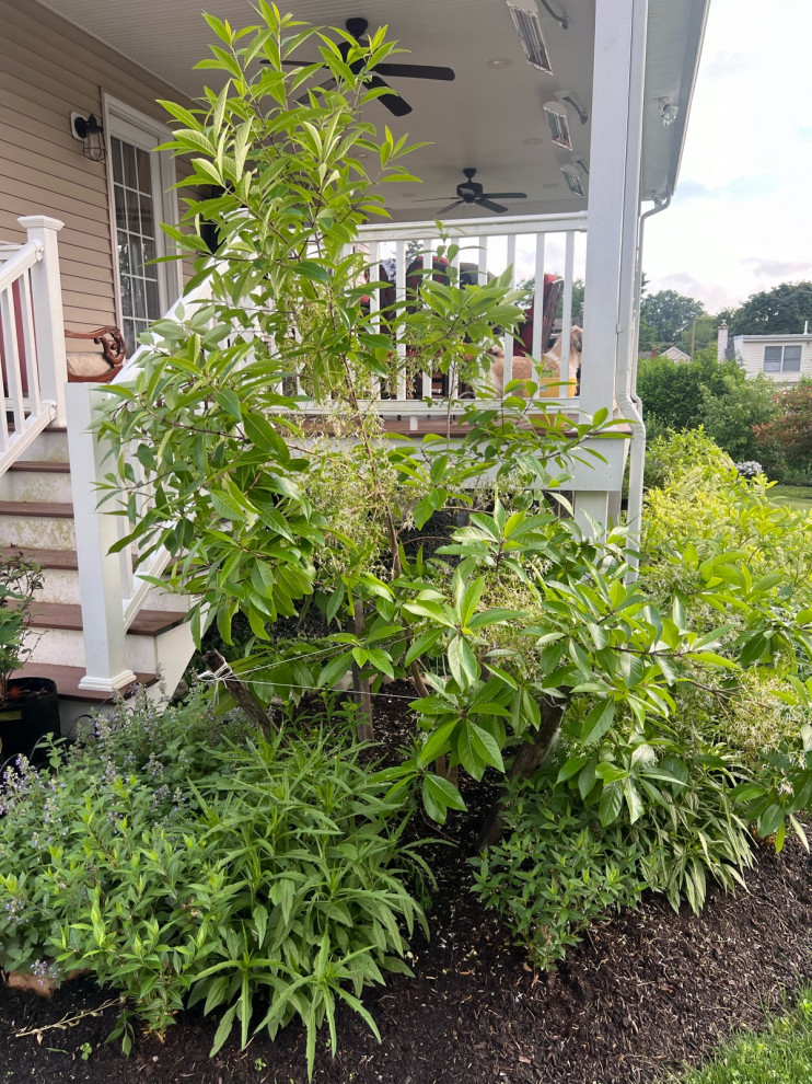 American fringe tree sagging branches
