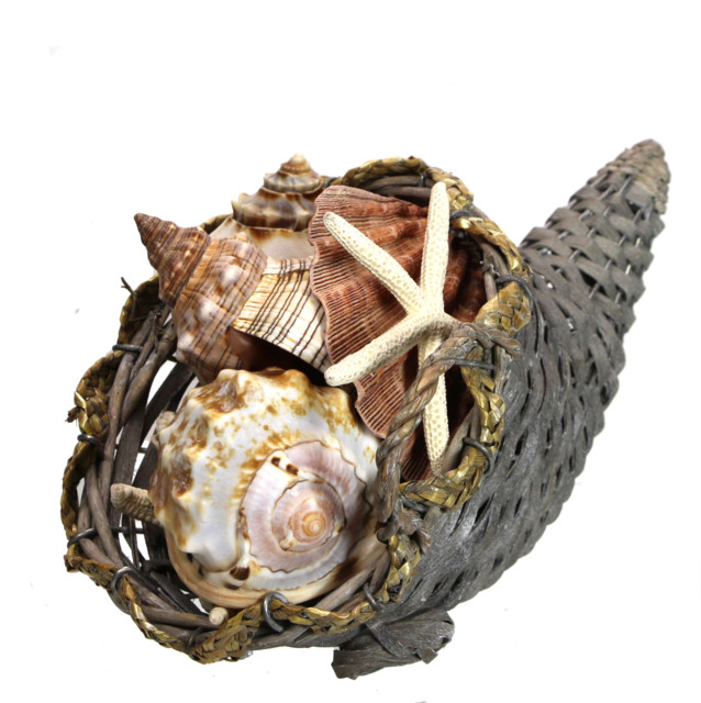 Horn of Plenty, Natural Shell and Starfish Cornucopia - Beach Style ...