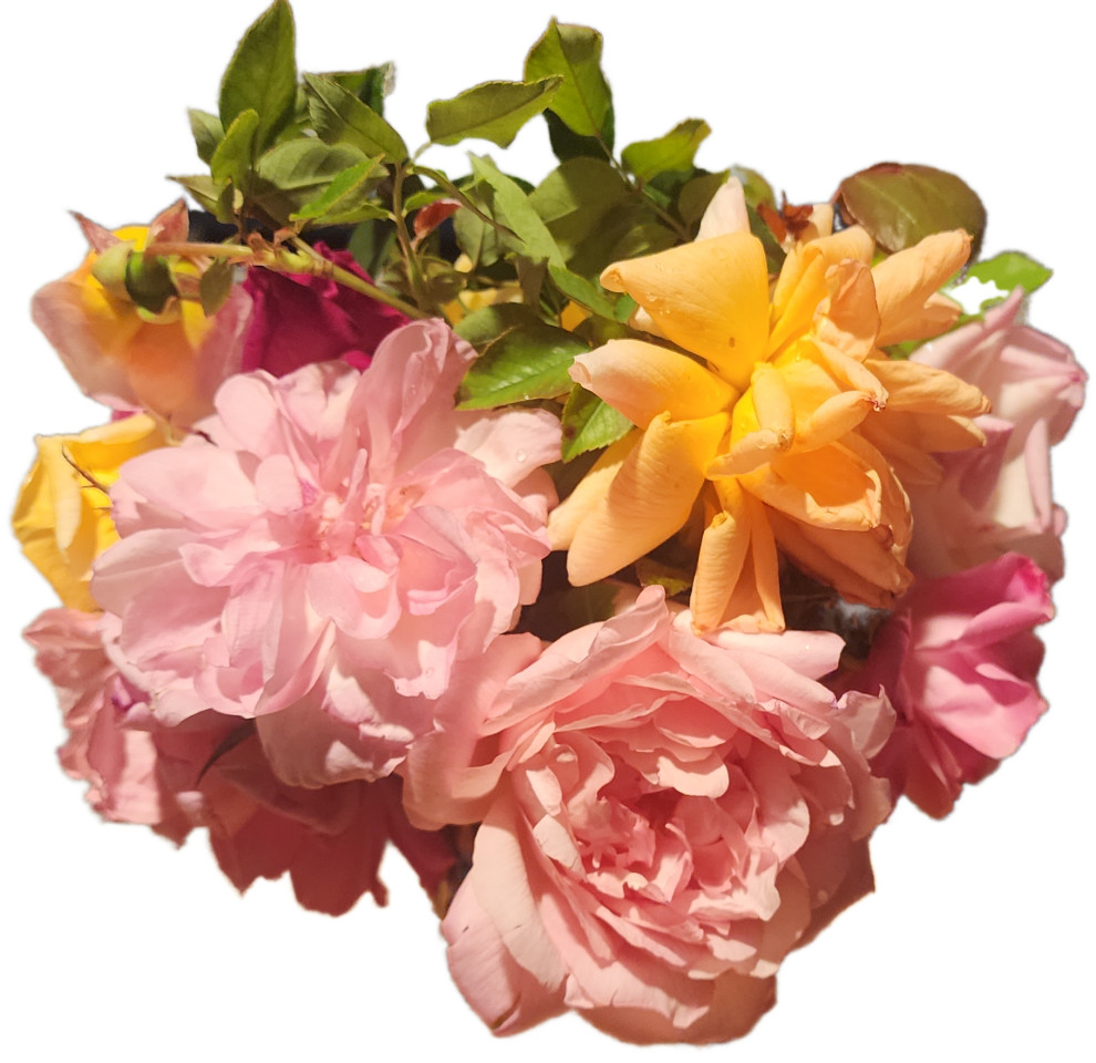 Roses Starting to Bloom in Sacramento | Houzz Forum