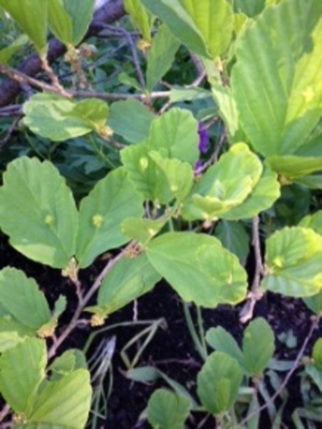 Help! Weird/gross elongated white bumps on witch hazel plant